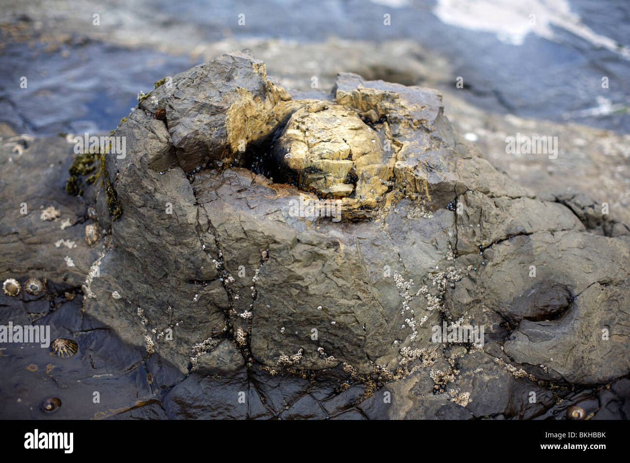 A petrified tree stump at Curio Bay on the South Island of New Zealand ... A petrified tree stump at Curio Bay on the South Island of New Zealand ...