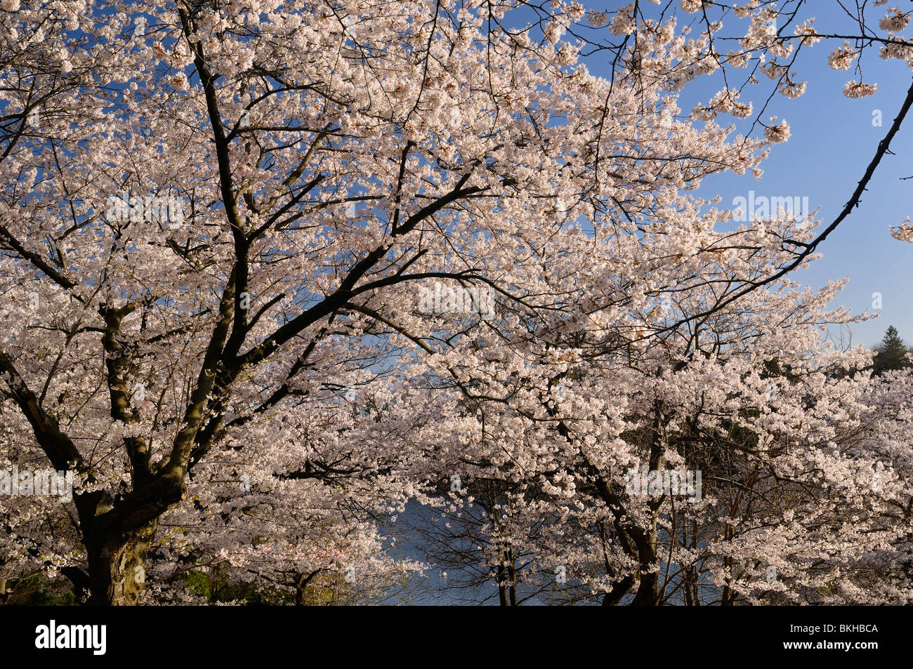 Forest of Sakura Japanese flowering Cherry trees on High Park Hillside ...