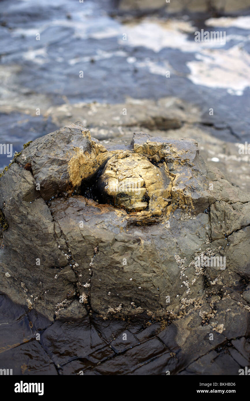 A petrified tree stump at Curio Bay on the South Island of New Zealand ...