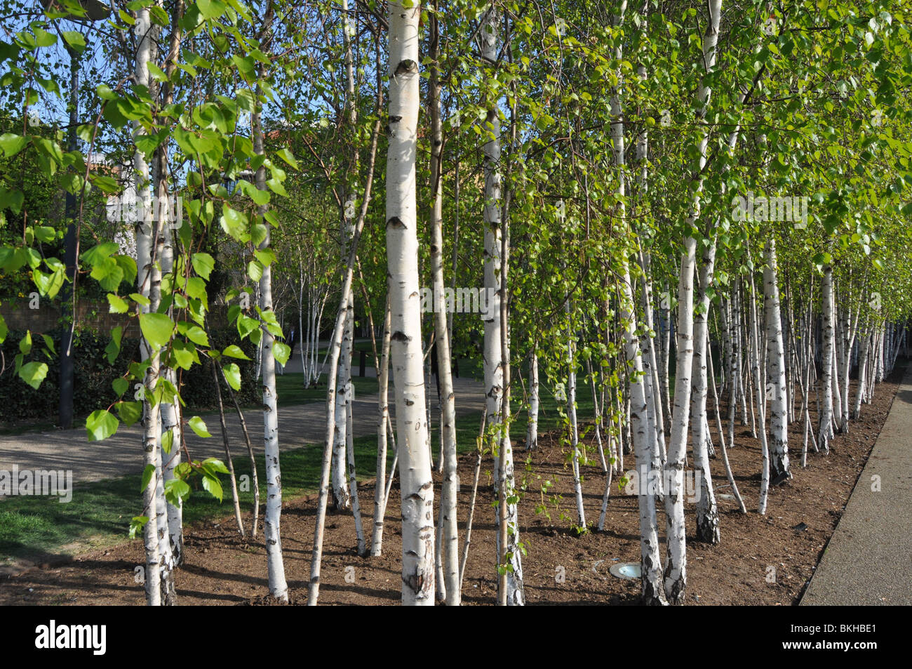 Silver birch hi-res stock photography and images - Alamy