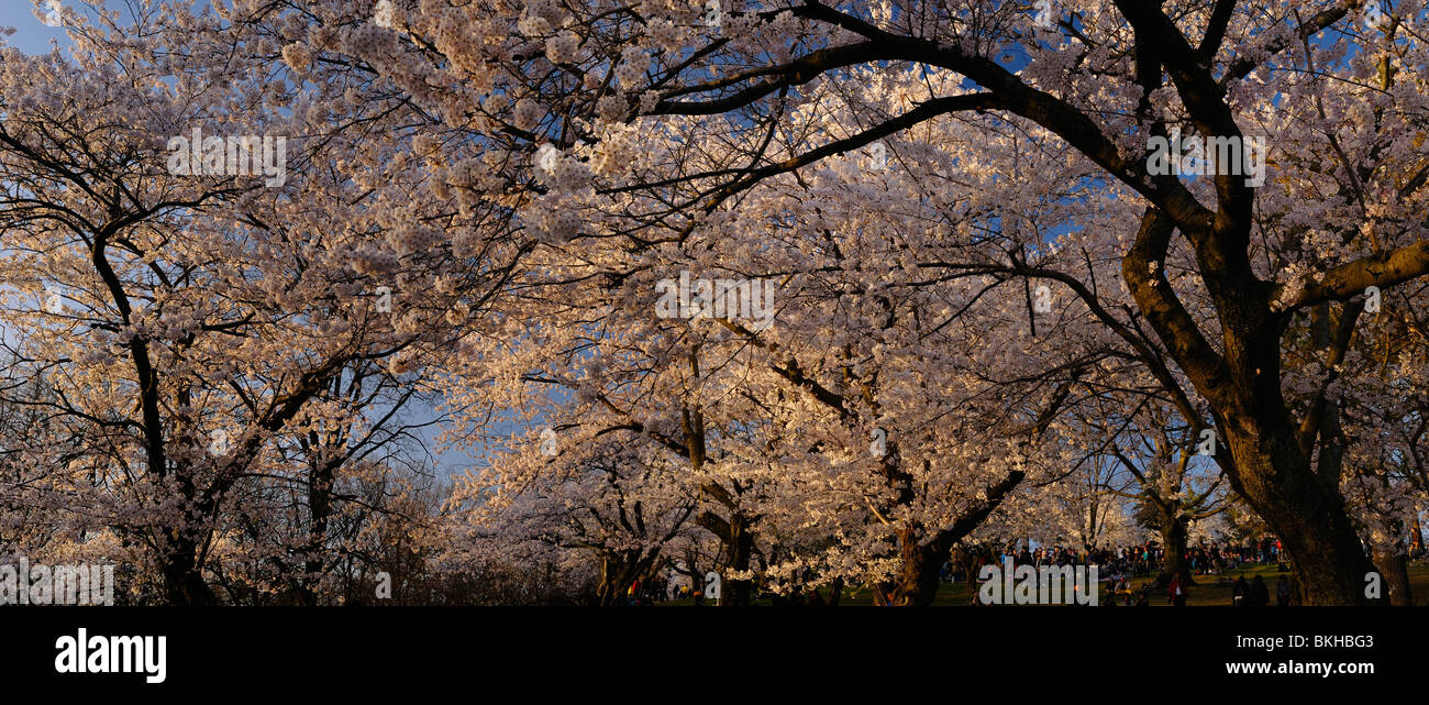 Panorama of forest of Sakura Japanese flowering Cherry trees with ...
