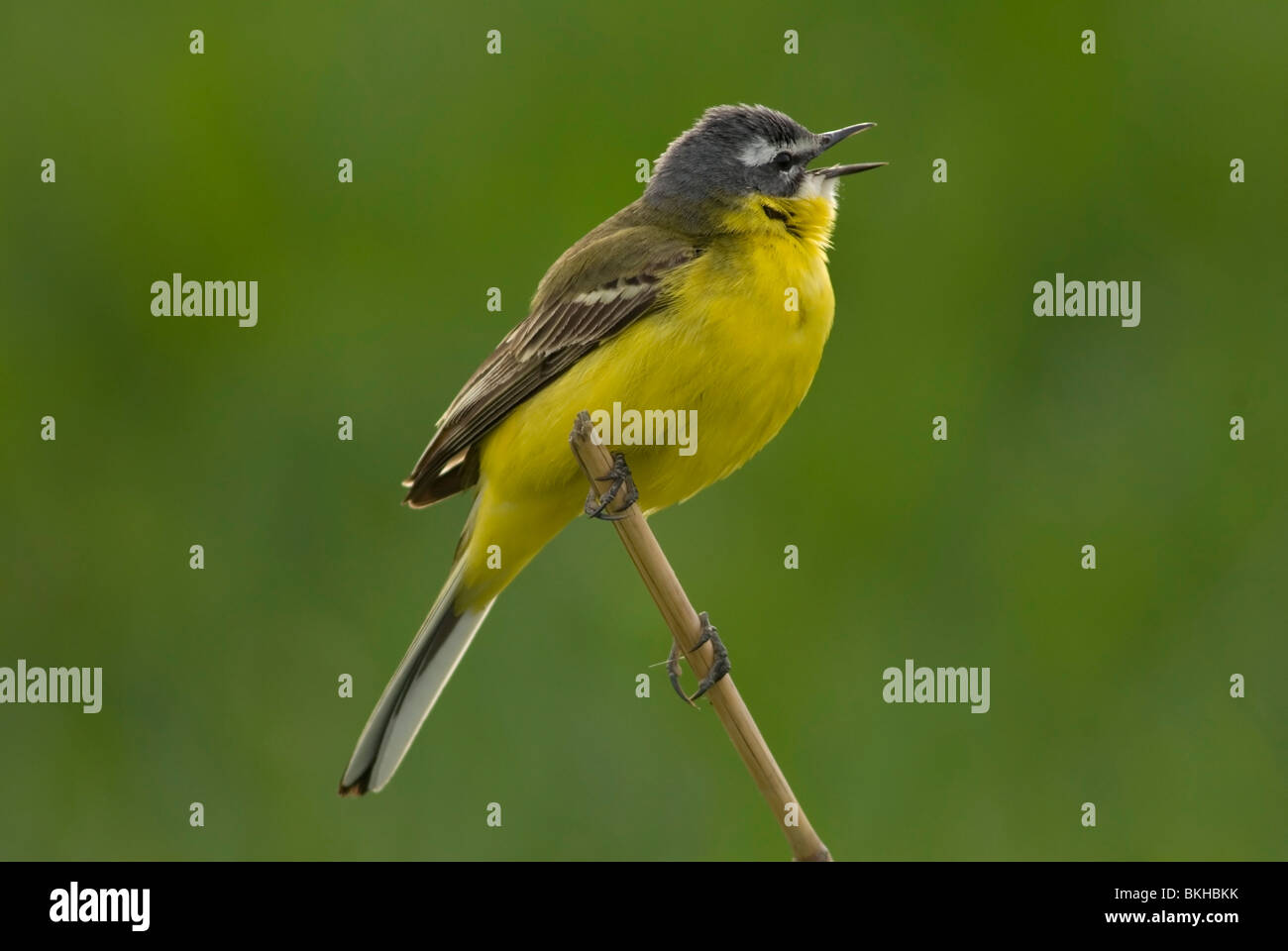 Gele vogel hi-res stock photography and images - Alamy