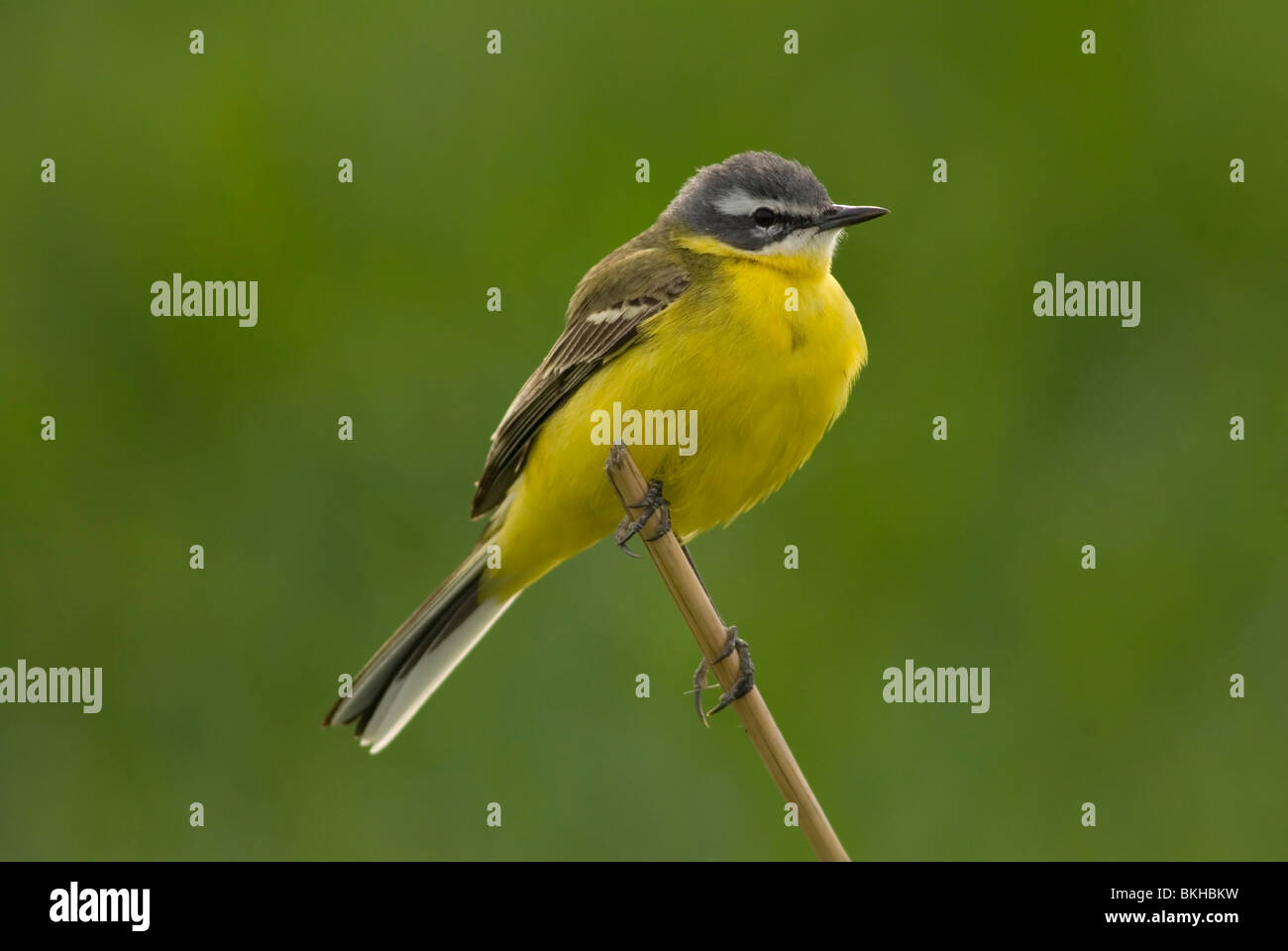 Gele Kwikstaart man; Yellow Wagtail male Stock Photo - Alamy