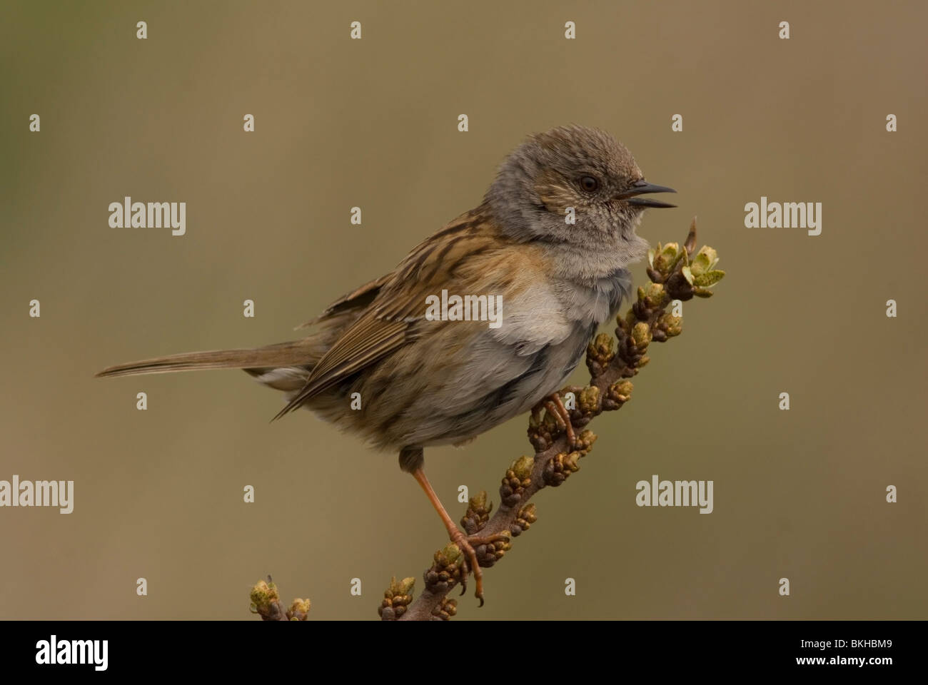 Heggemus hi-res stock photography and images - Alamy