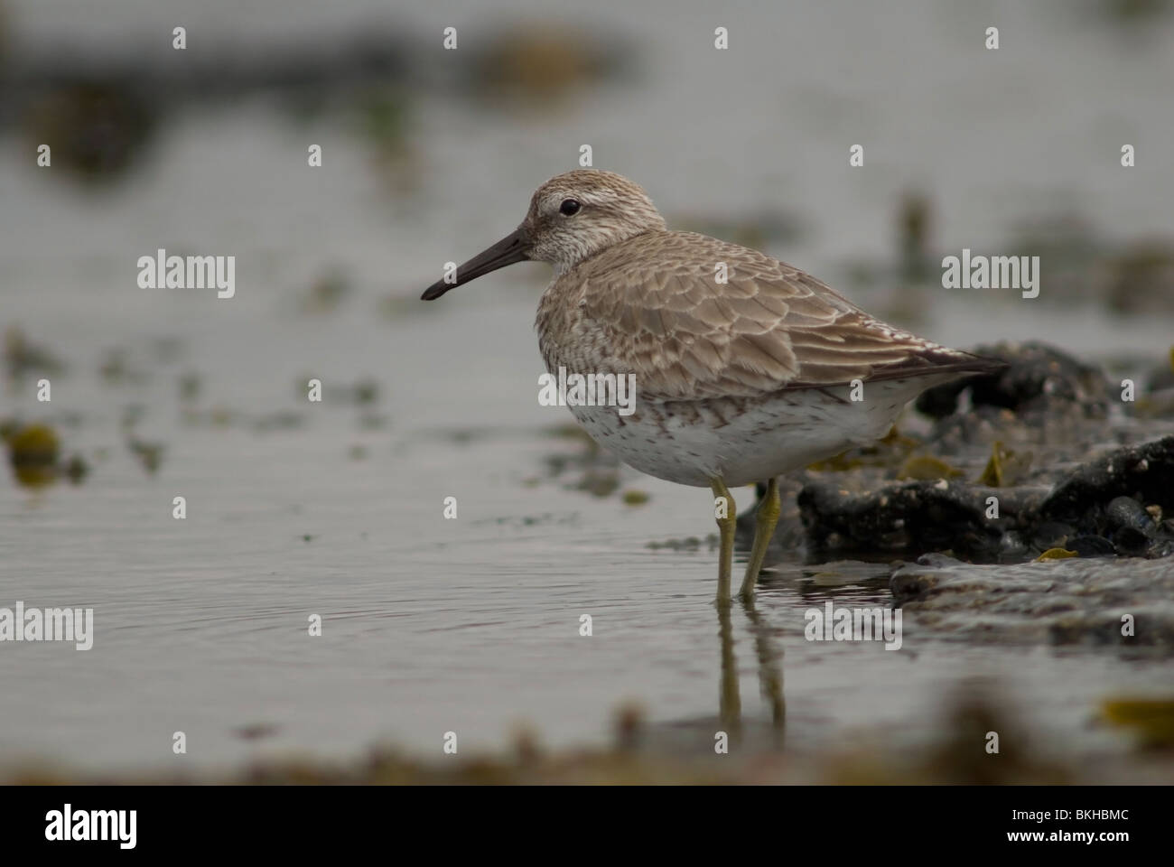 The red knot hi-res stock photography and images - Alamy