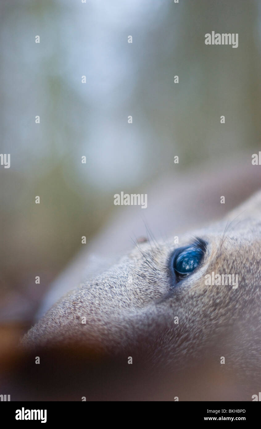 Dead roe deer hi-res stock photography and images - Alamy
