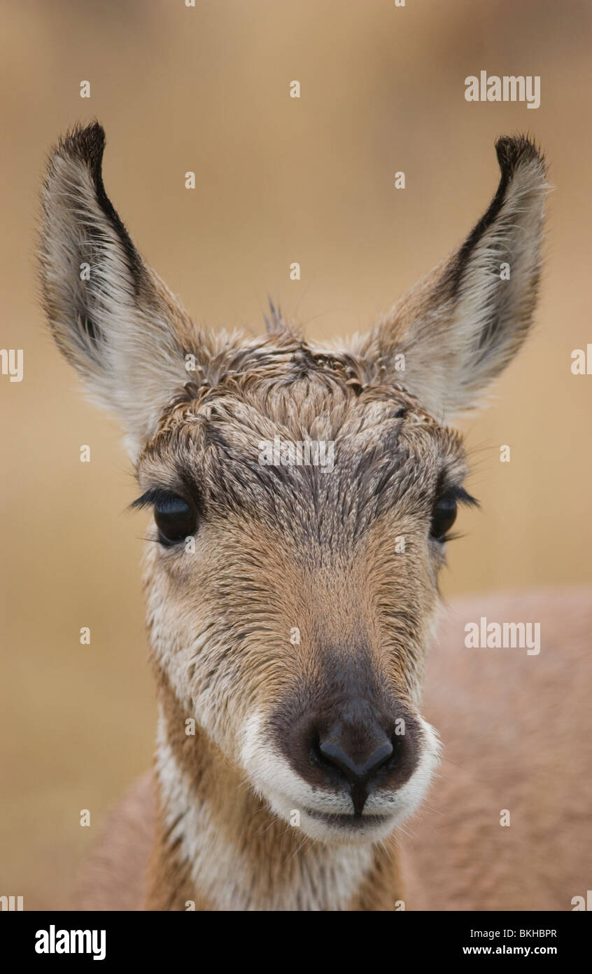 Antilope amerika hi-res stock photography and images - Alamy