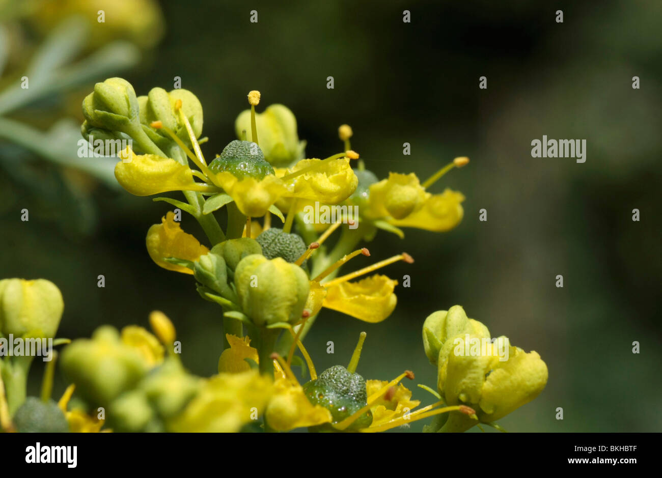 Ruta gele hi-res stock photography and images - Alamy