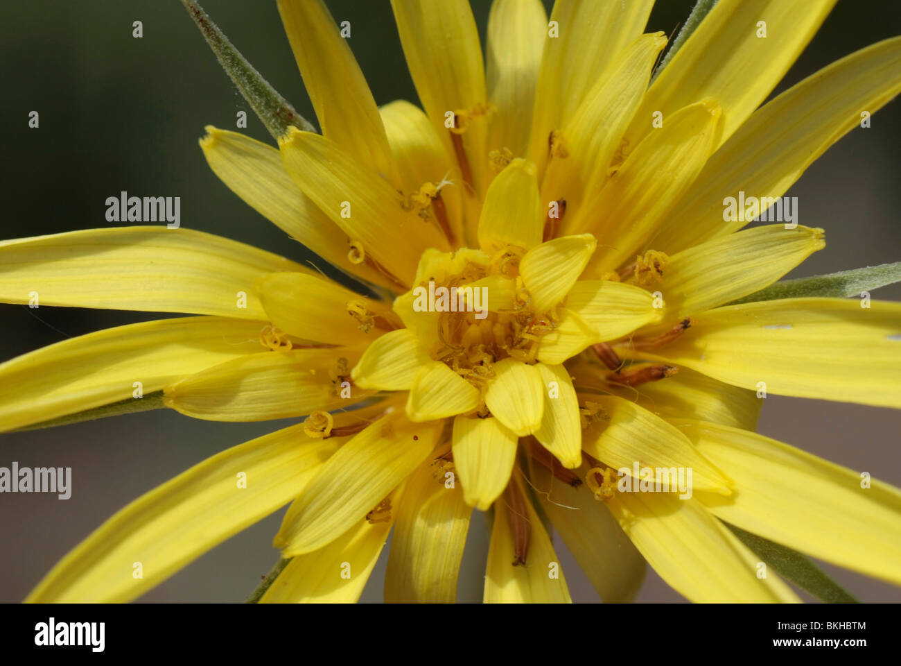 Yellow flower of Scorzonera hispanica Stock Photo - Alamy