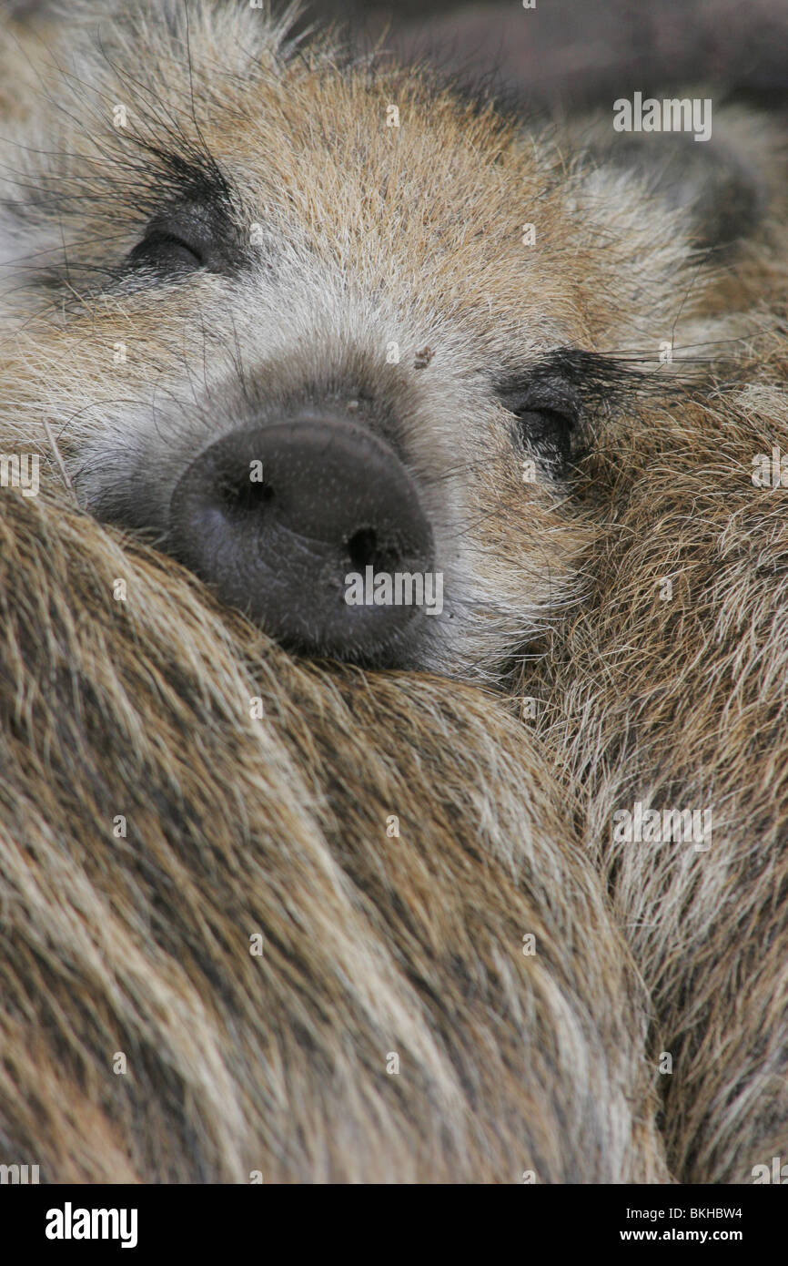 Young Wild Boar resting Stock Photo - Alamy