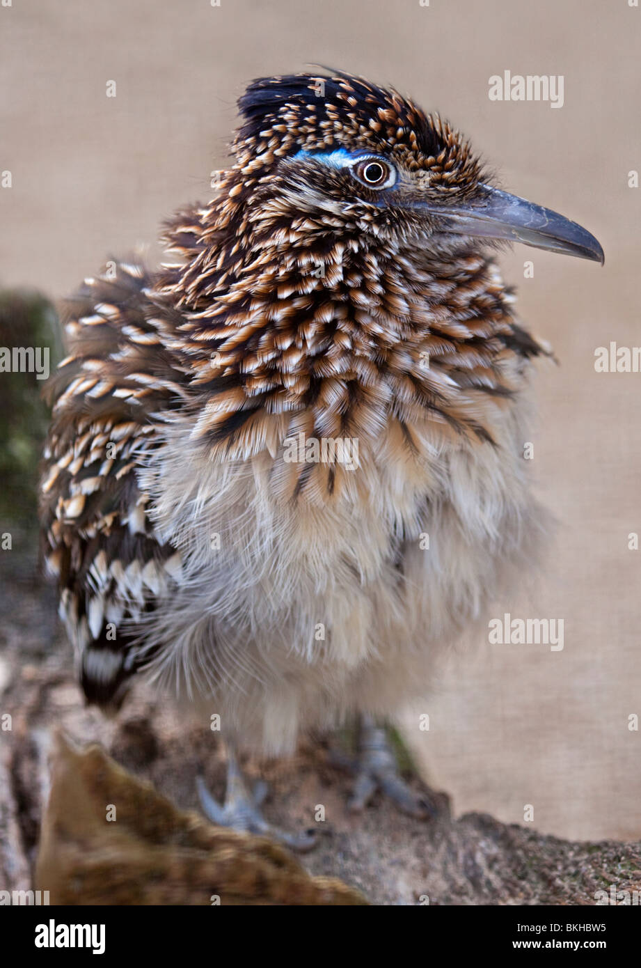 Roadrunners hi-res stock photography and images - Alamy