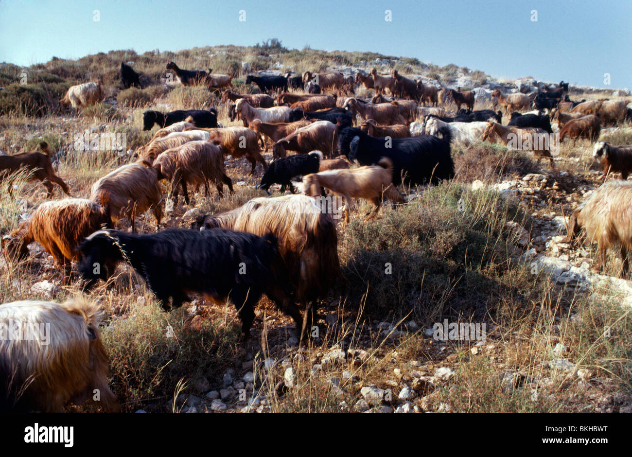 West Bank Israel Goats Grazing Stock Photo - Alamy