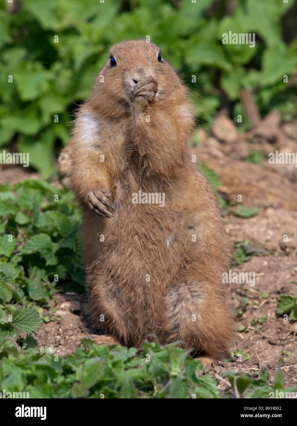 Black tailed prairie dog marmots hi-res stock photography and images ...