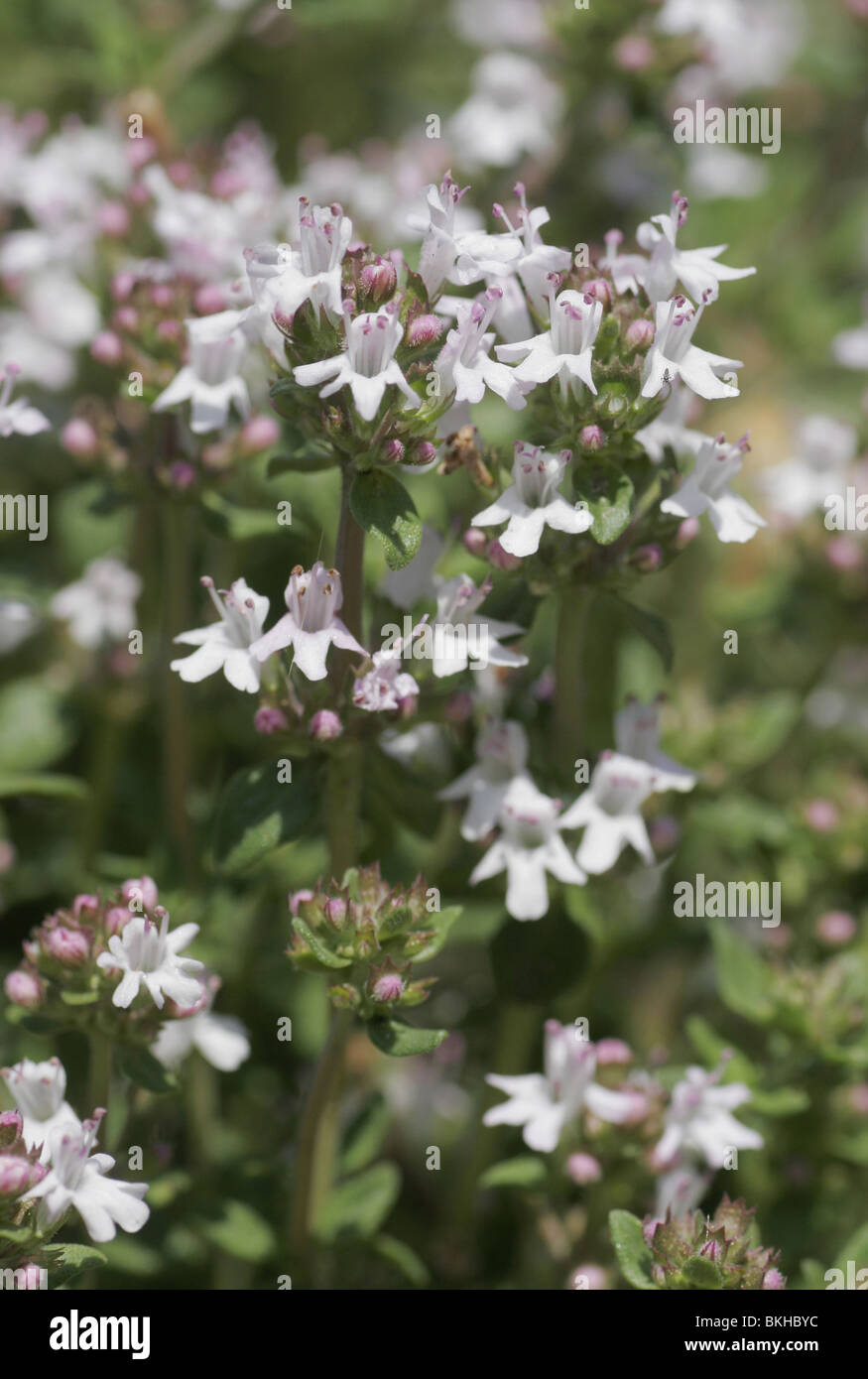 Common thyme medicinal thymus hi-res stock photography and images - Alamy