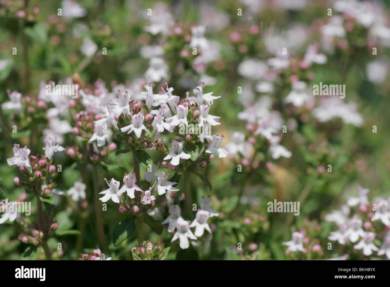 Groepje bloeiende echte tijm overzicht hi-res stock photography and ...