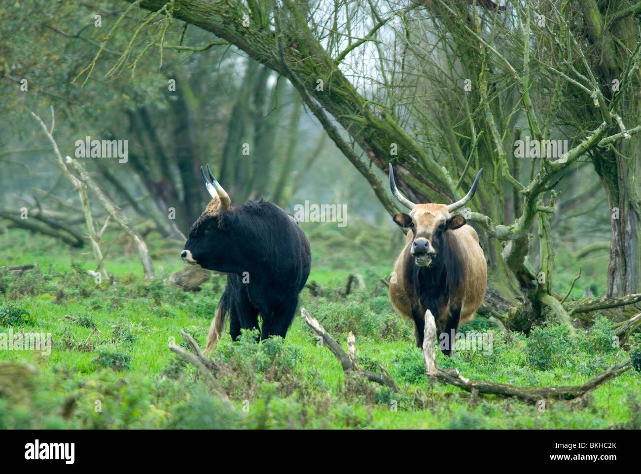 two Heck Cattle in the Oostvaardersplassen; twee heckrunderen in de ...