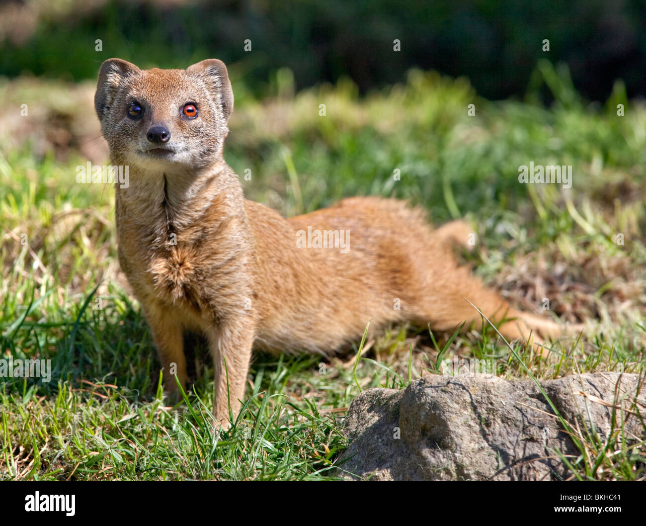 Yellow Mongoose