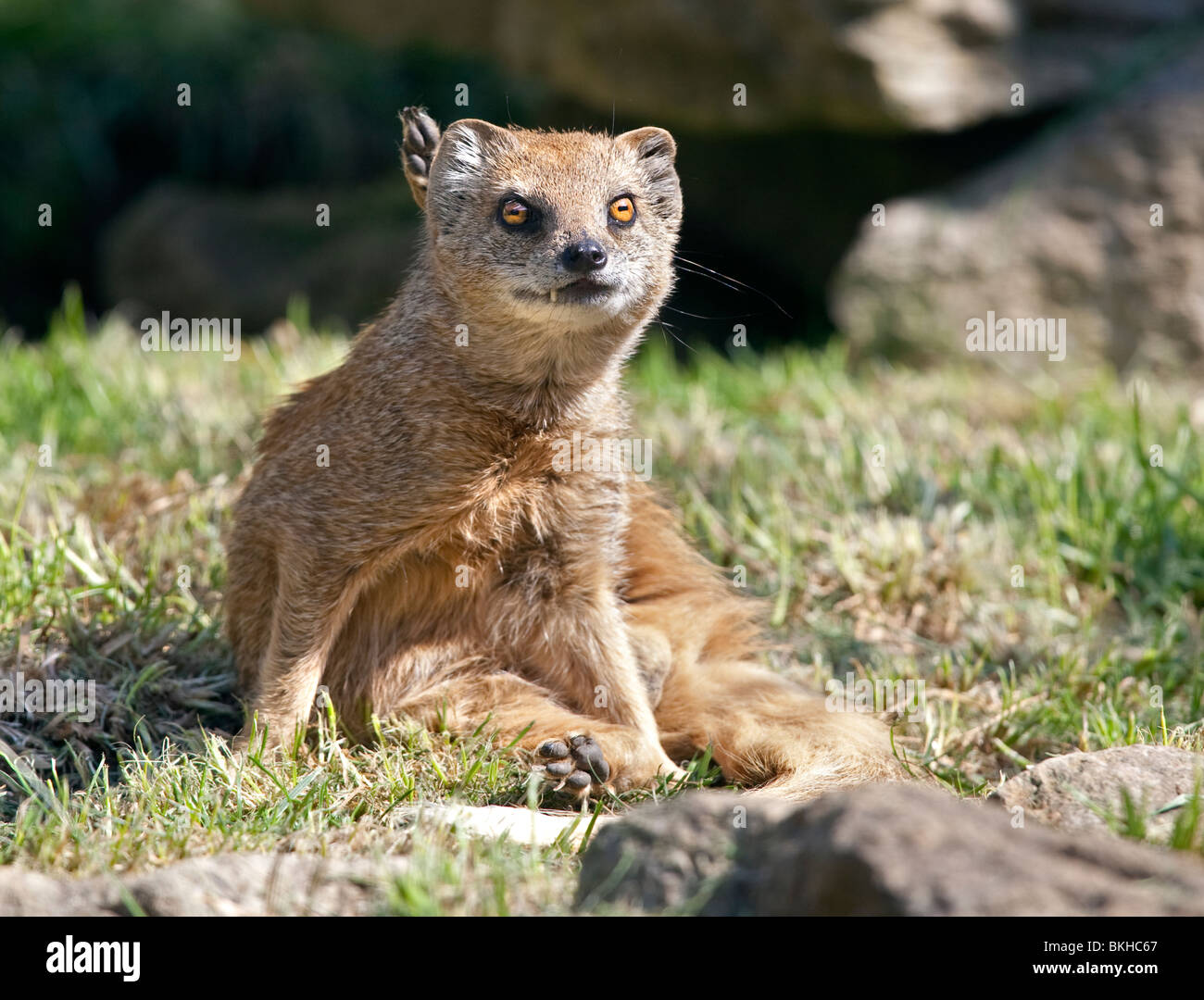Yellow Mongoose (cynictus penicillata Stock Photo - Alamy