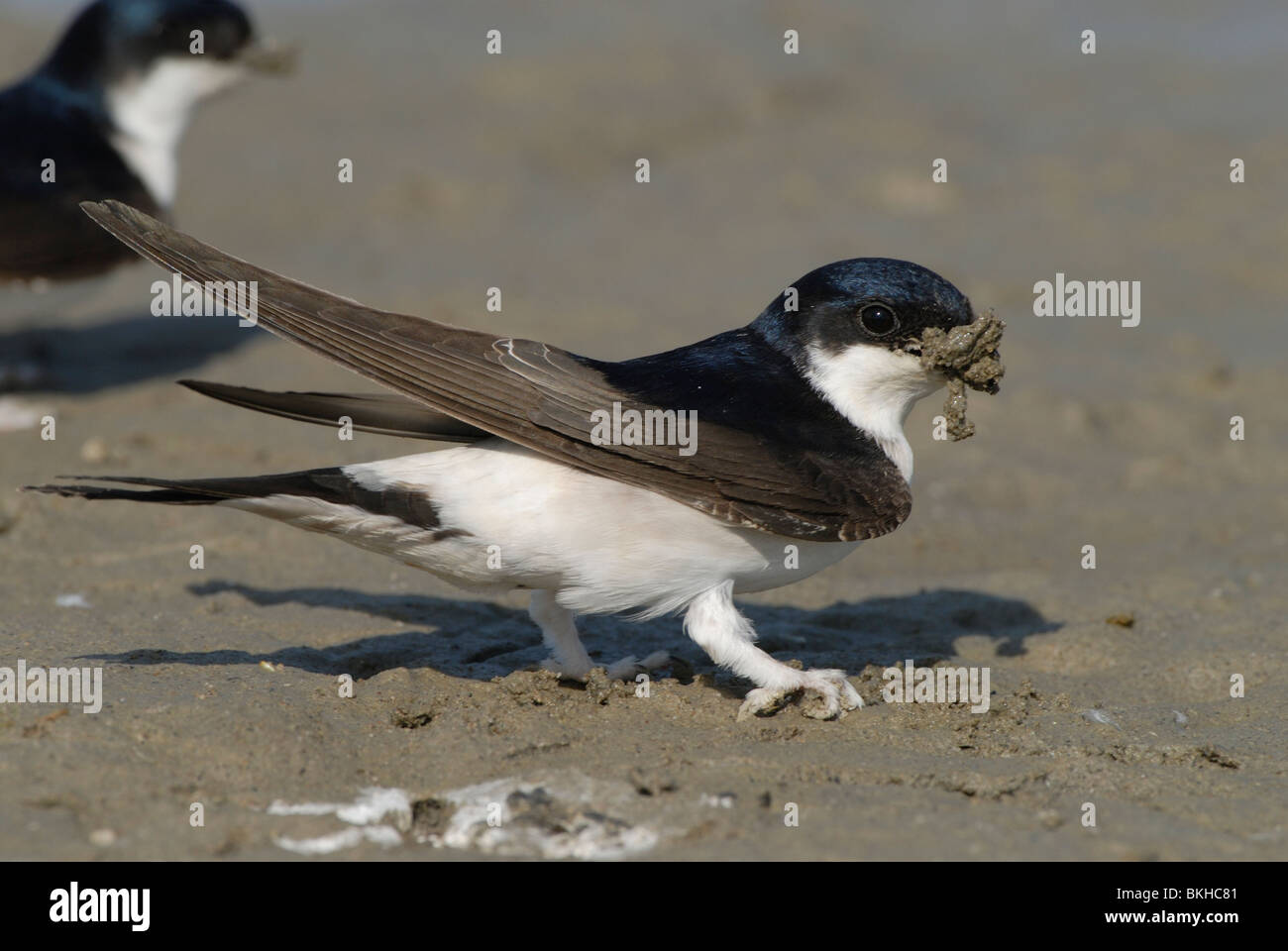 Huiszwaluw modder verzamelend voor nest Stock Photo - Alamy
