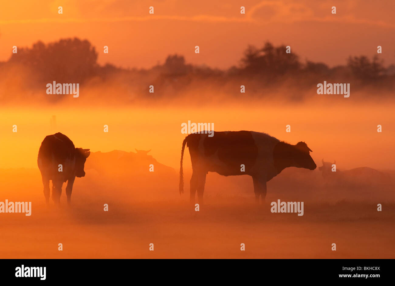 Koeien in de mist bij zonsopkomst; Cows in the mist at sunrise Stock ...