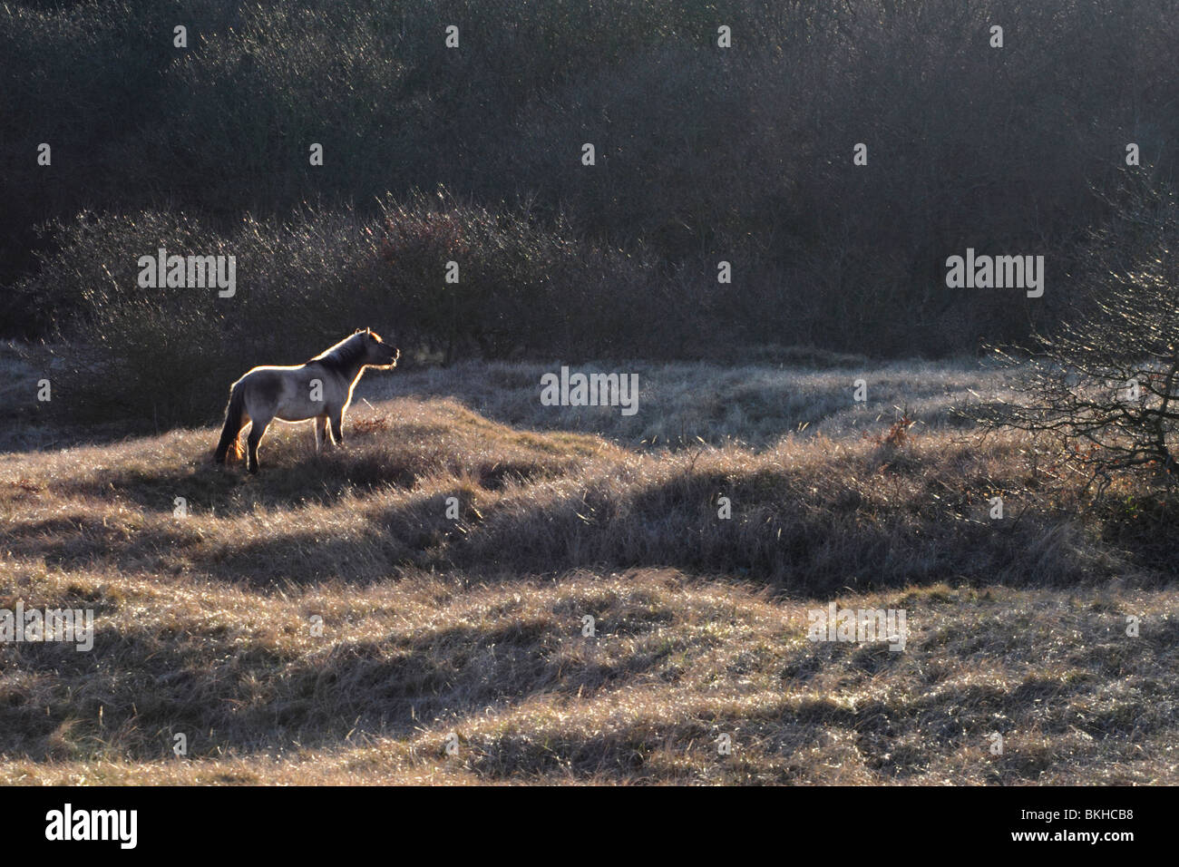 Hinnikend konikpaard met tegenlicht; A neighing horse with backlight ...