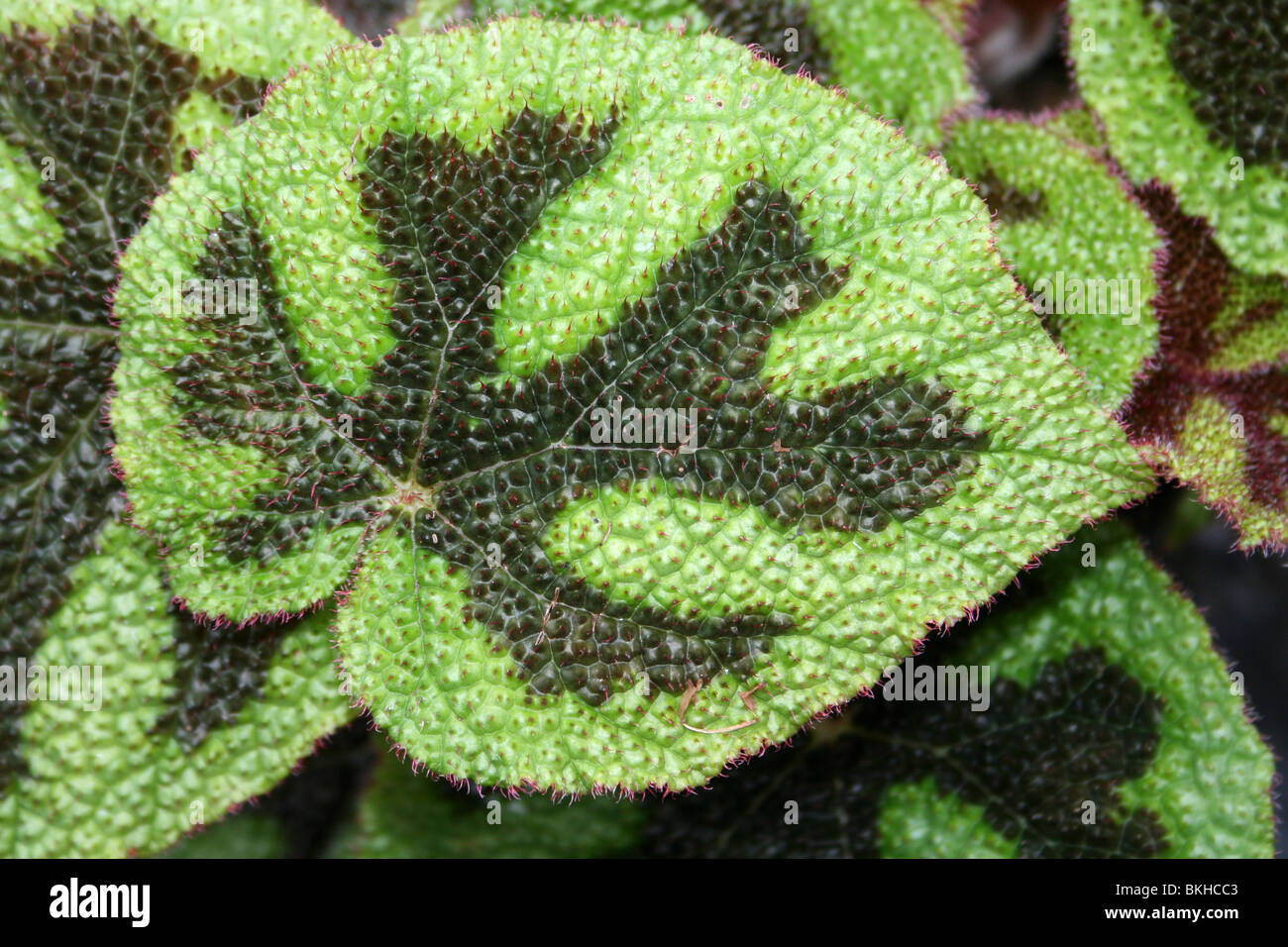 Iron Cross Begonia Plant