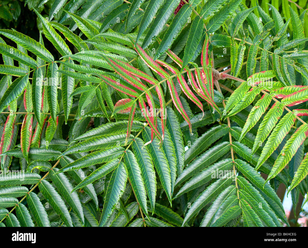 Red and green leaves of a sumac bush Rhus typhina (Staghorn Sumac Stock ...