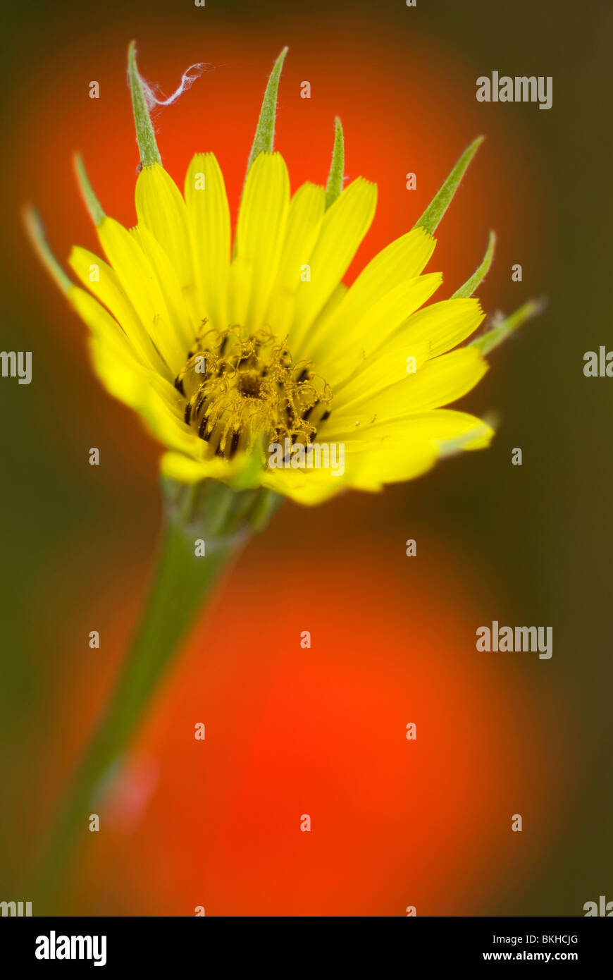 Bleke morgenster hi-res stock photography and images - Alamy