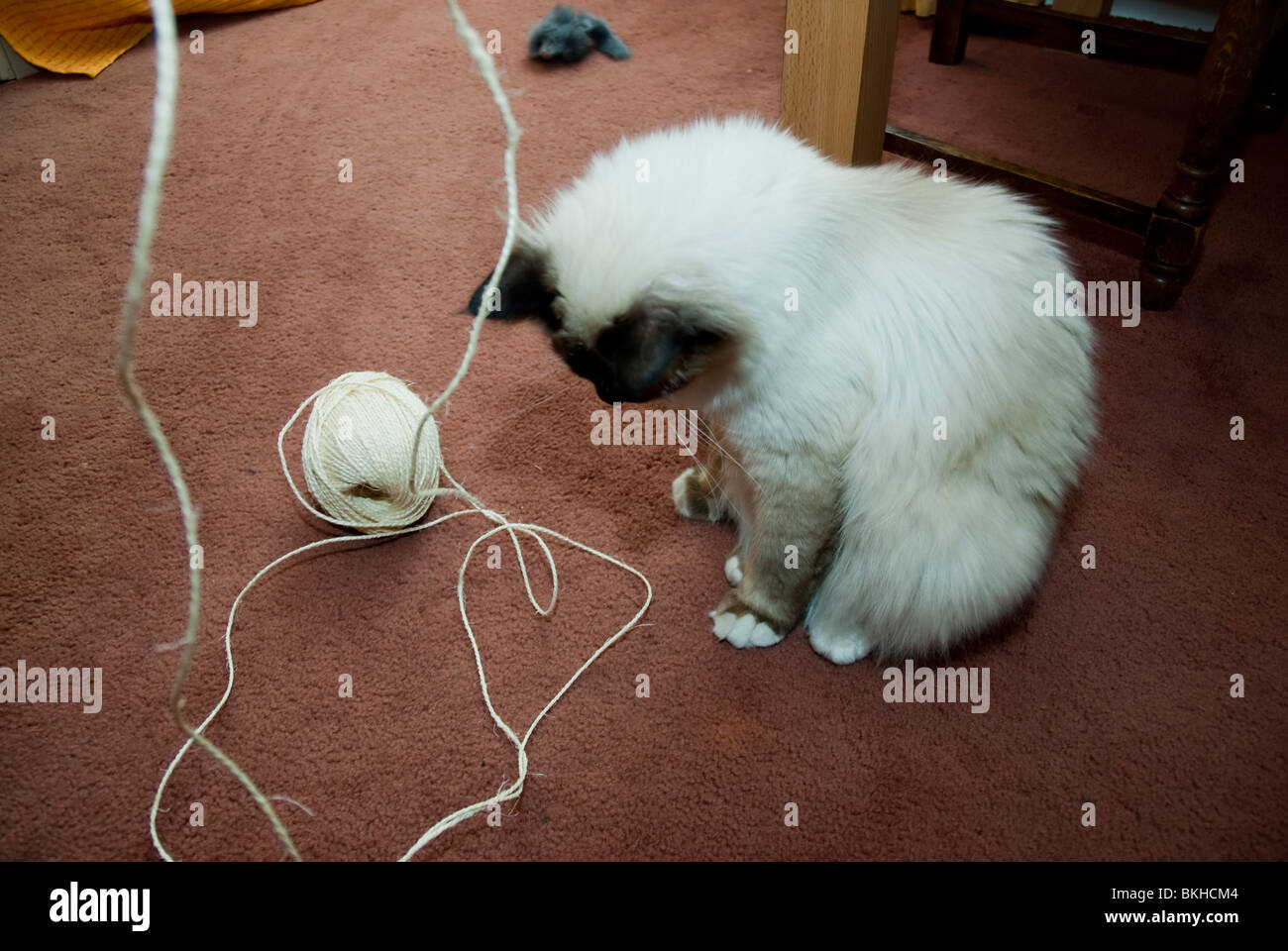 Domestic Cats, Burmese Kitten Playing With String on Floor of Room ...