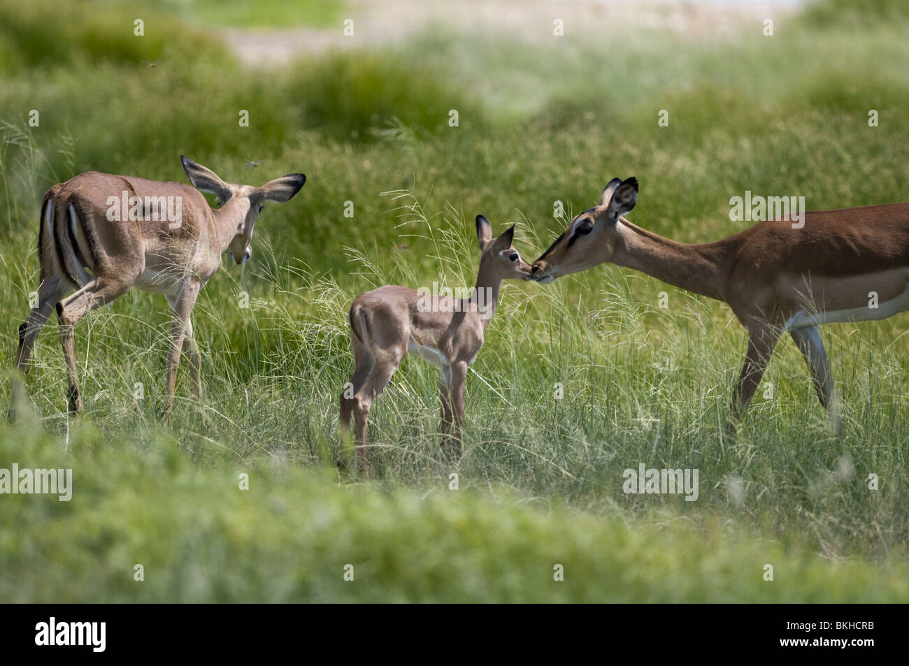 Black faced impala hi-res stock photography and images - Alamy