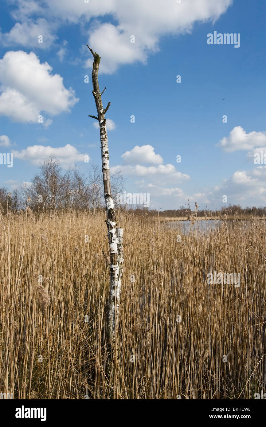 Dead birch trunks in nature area Het Haaksbergerveen; dode berkestammen ...