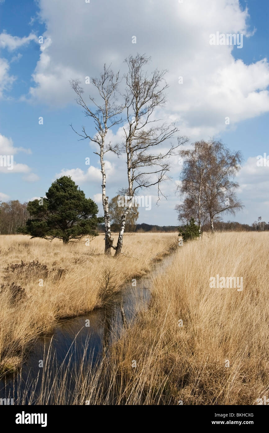 Birch trees near a pool in nature area het Haaksbergerveen Stock Photo ...