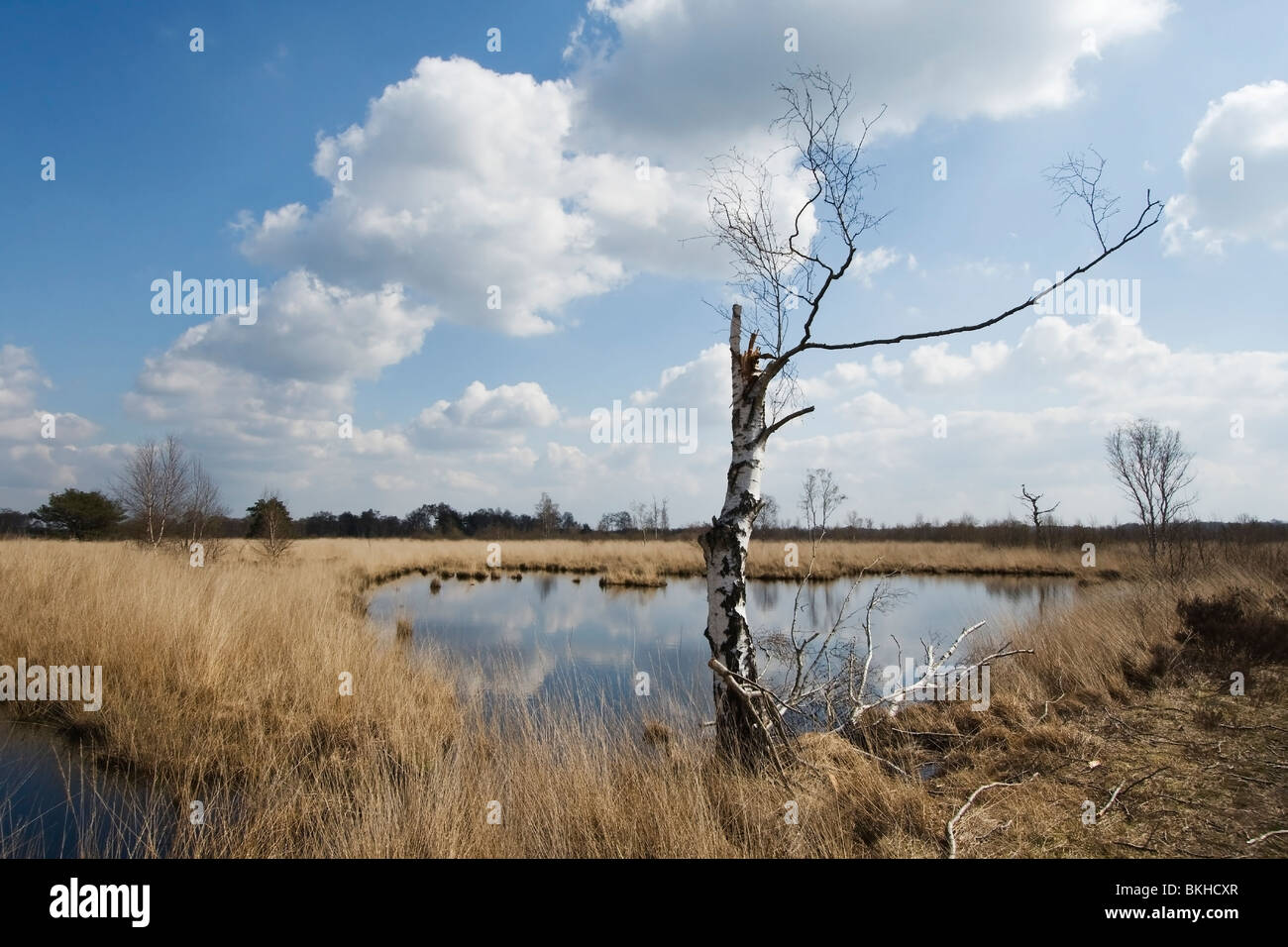 Dead birch trunk in nature area Het Haaksbergerveen; dode berkestam in ...