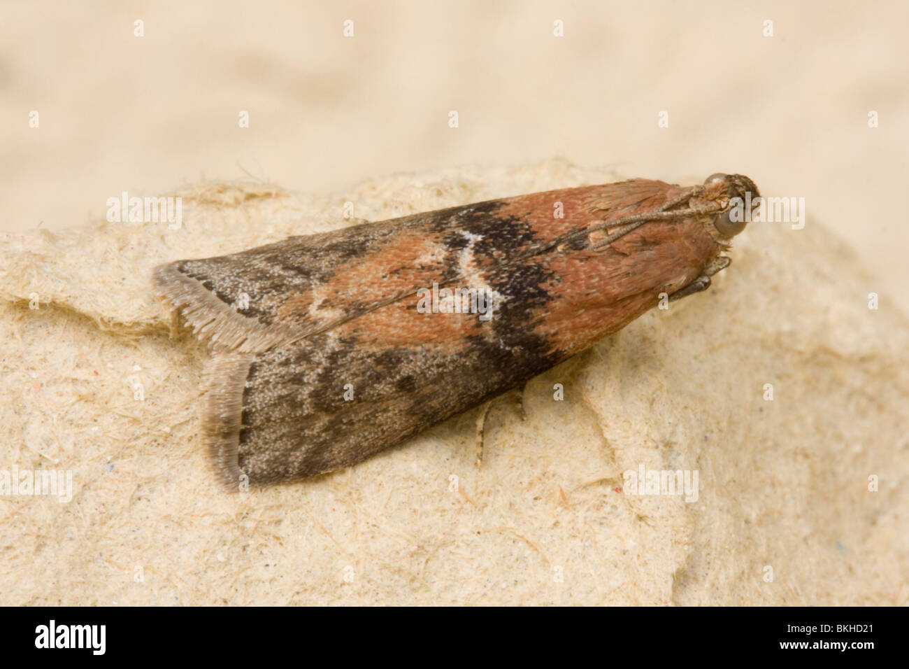 Sciota adelphella is een opvallend gekleurd motje met een fraaie ...