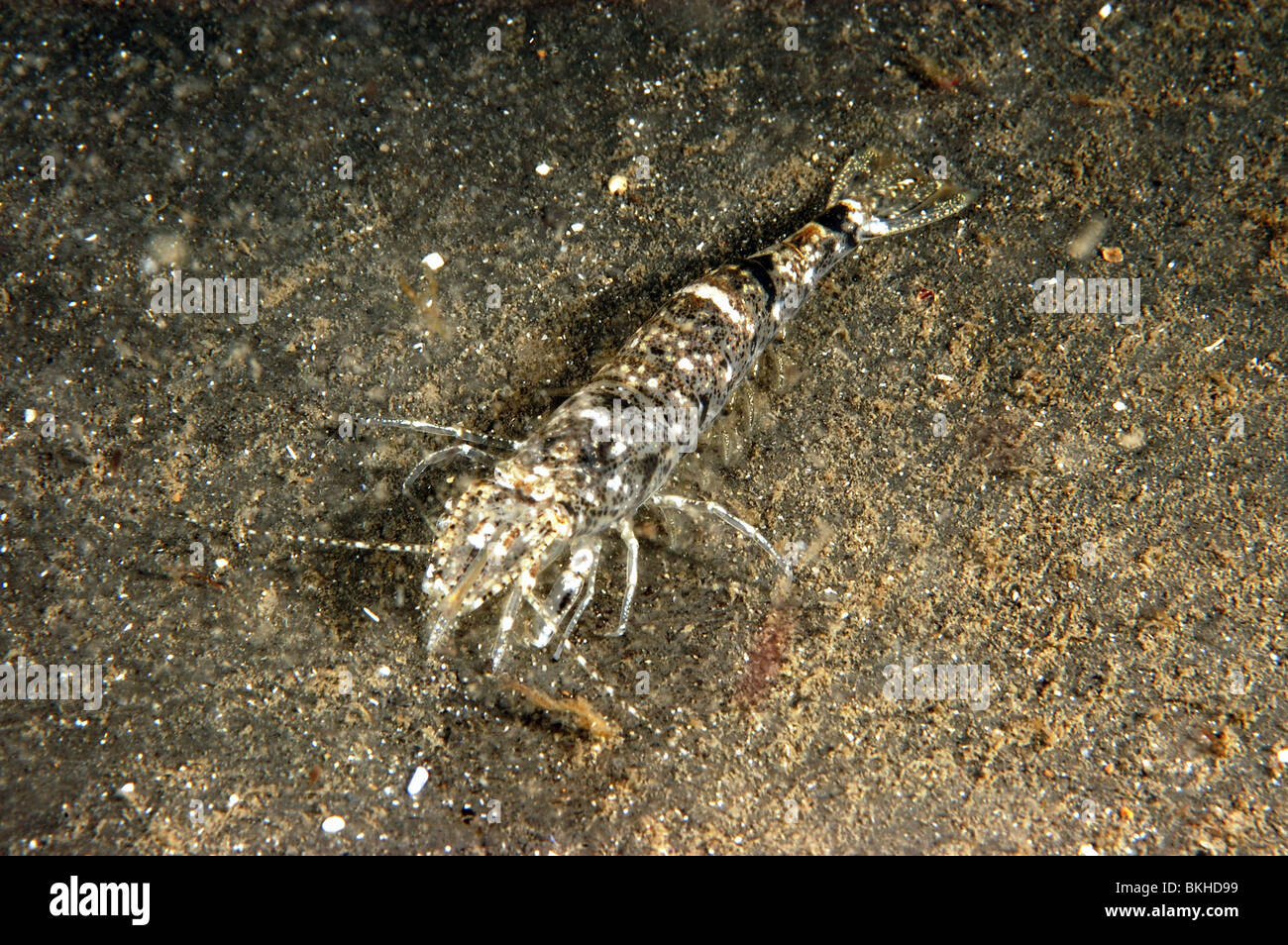 Crangon Crangon High Resolution Stock Photography and Images - Alamy