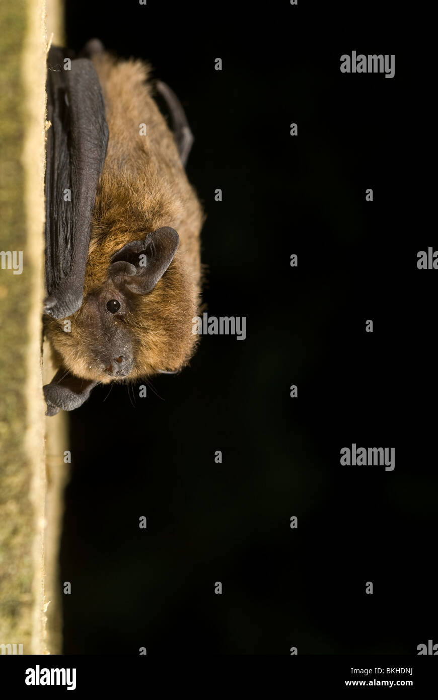 Dwergvleermuis mammals hi-res stock photography and images - Alamy
