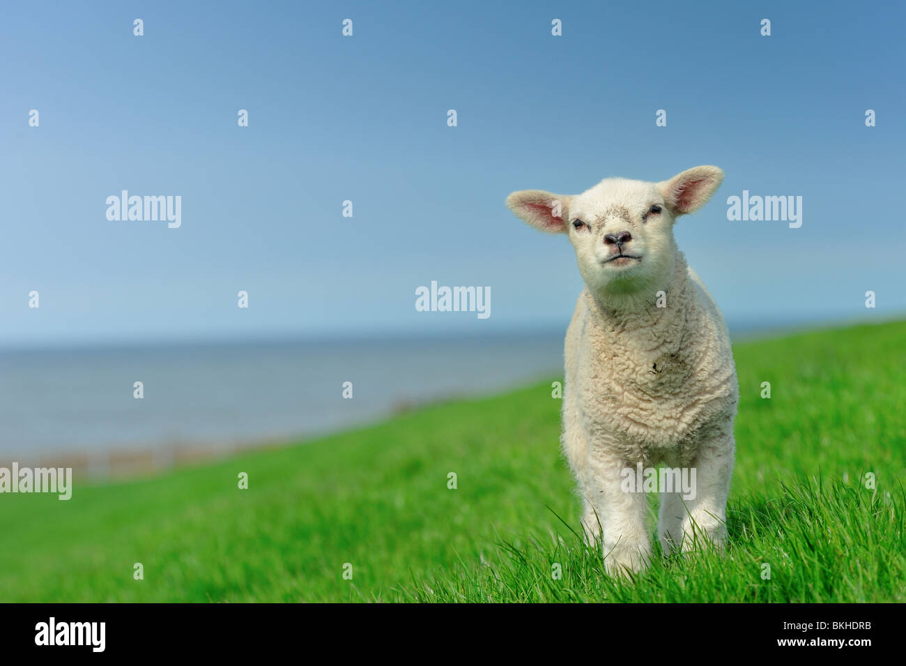 Cute lamb in spring, Friesland The Netherlands Stock Photo - Alamy