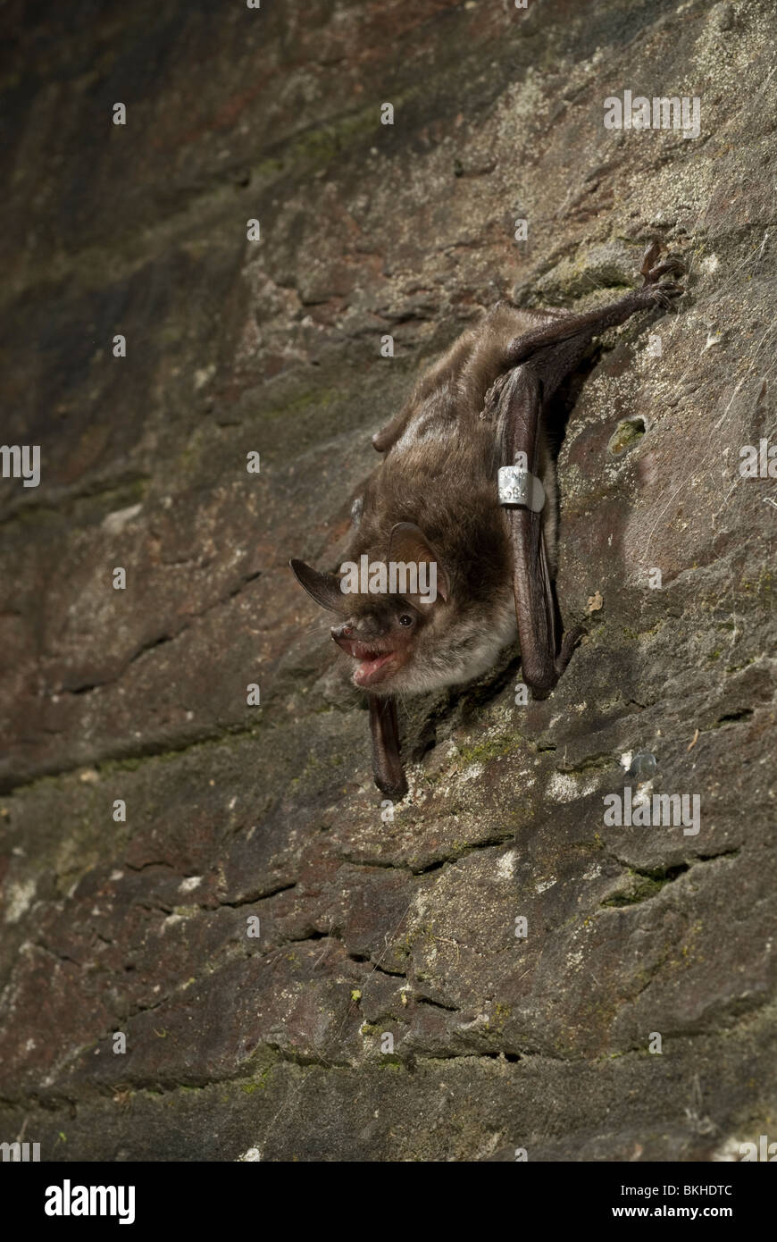 Geringde meervleermuis hi-res stock photography and images - Alamy