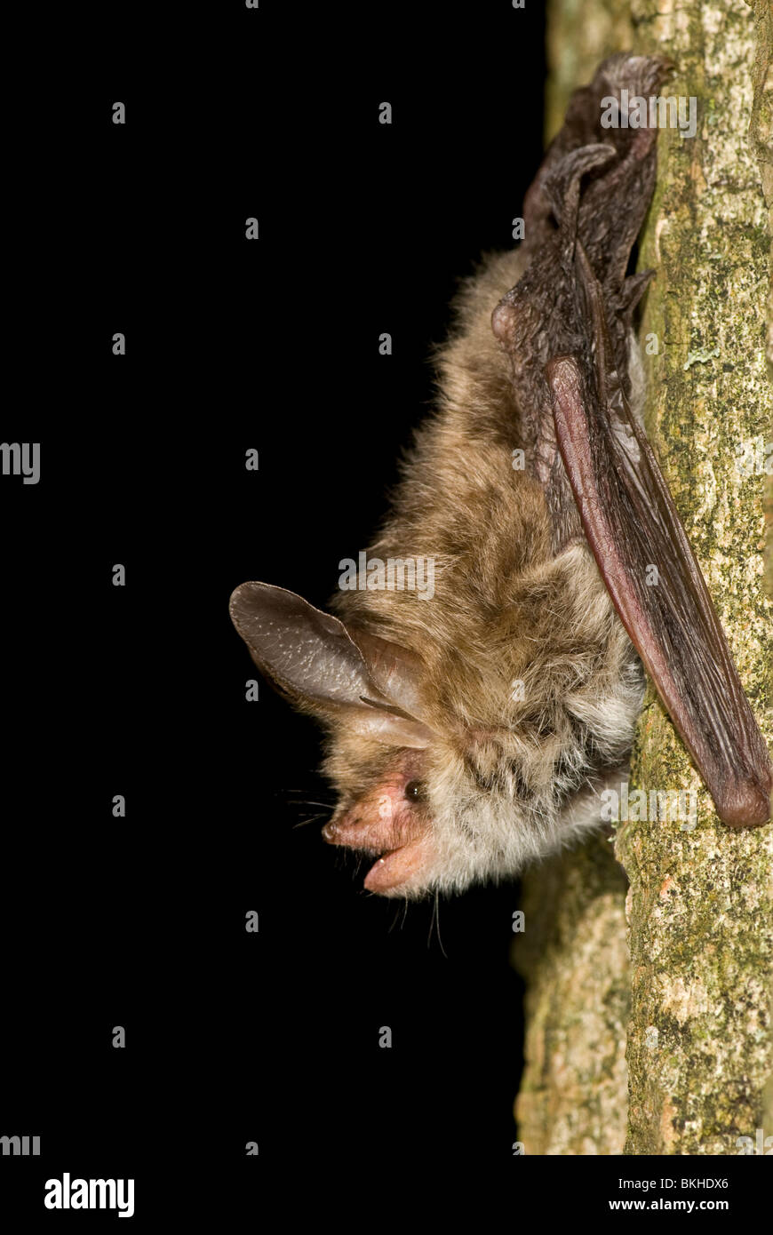 Myotis fledermaus hi-res stock photography and images - Alamy