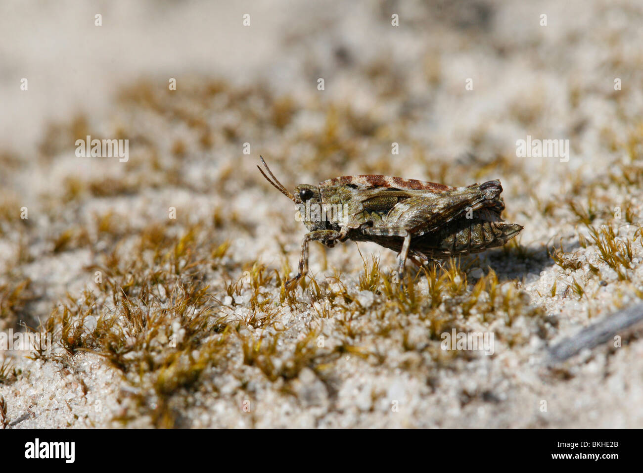 Ground hopper hi-res stock photography and images - Alamy