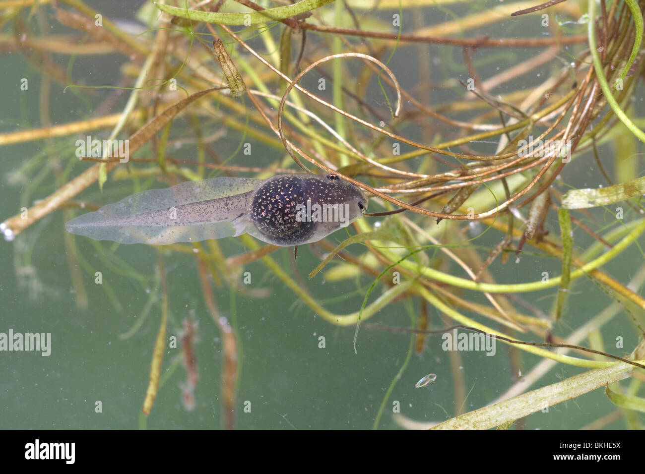 tadpole in a cuvet filled with water from a pond Stock Photo - Alamy