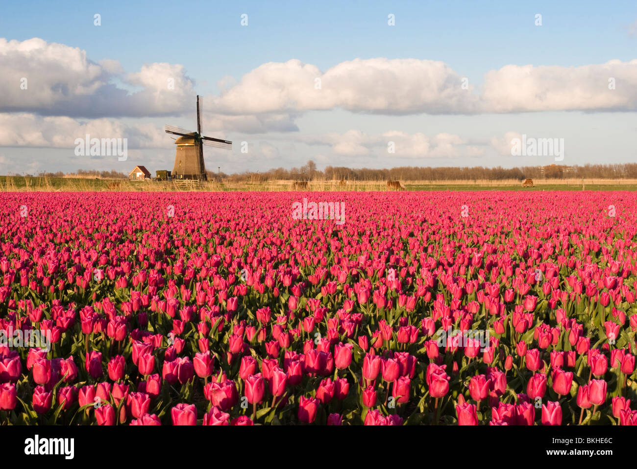 Windmill with tulip field Stock Photo - Alamy