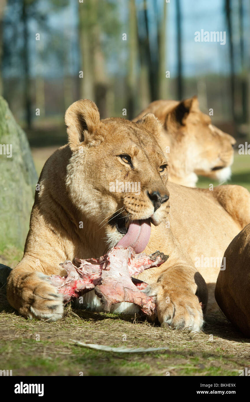 Have Breakfast Clipart Black And White Lion
