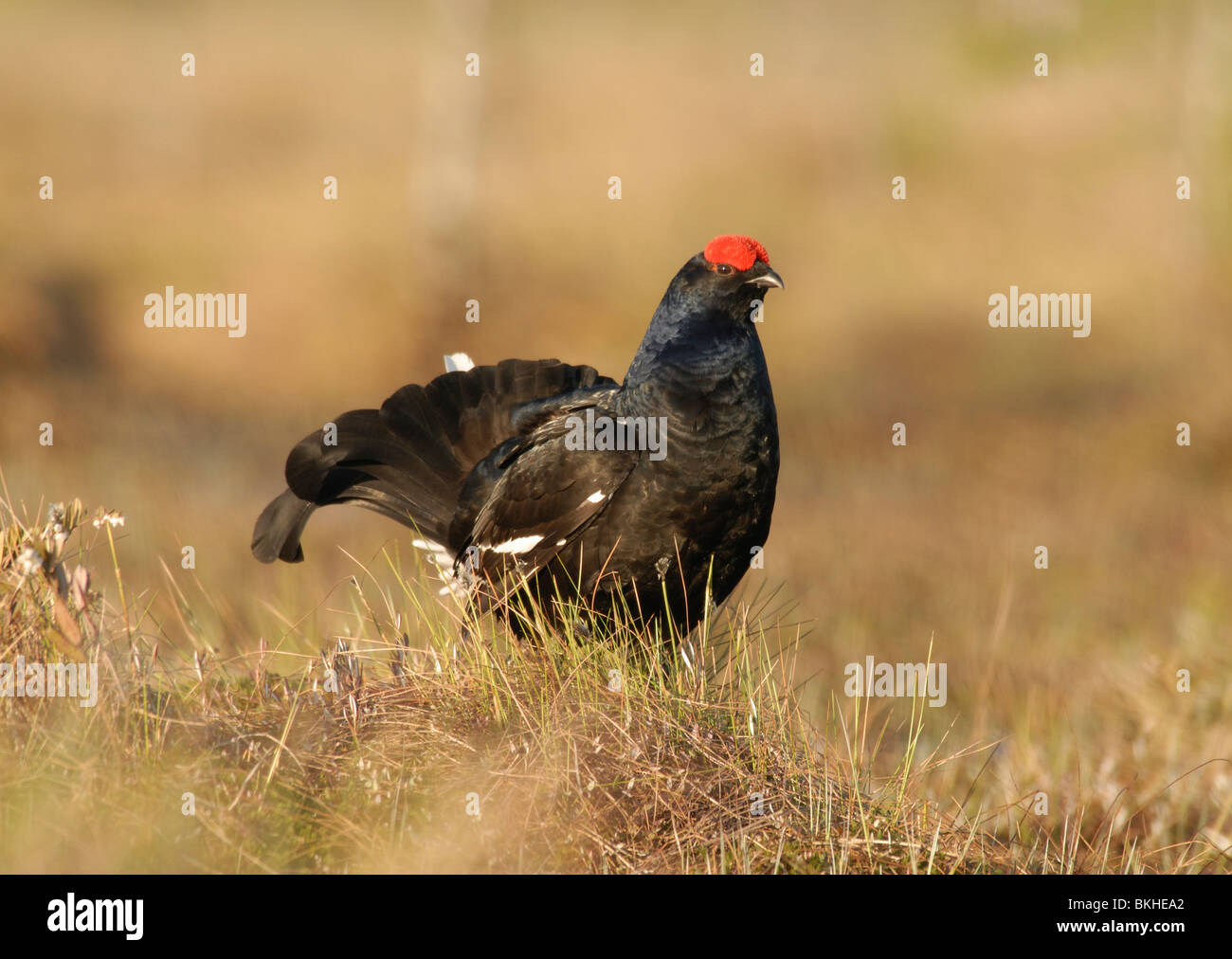 Hoender High Resolution Stock Photography and Images - Alamy