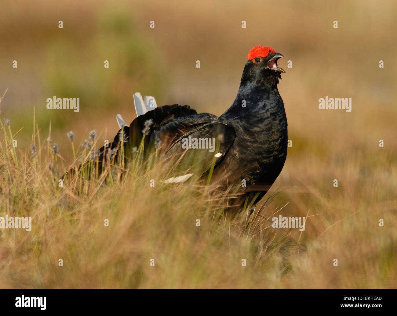 Hoender hi-res stock photography and images - Alamy