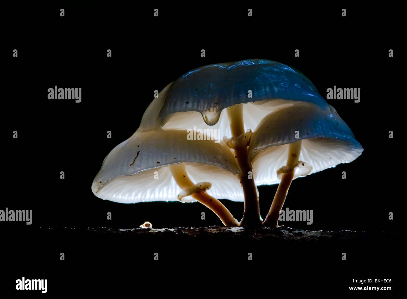 Van achter uitgelichte porseleinzwam, met een bolvormige springstaart ...