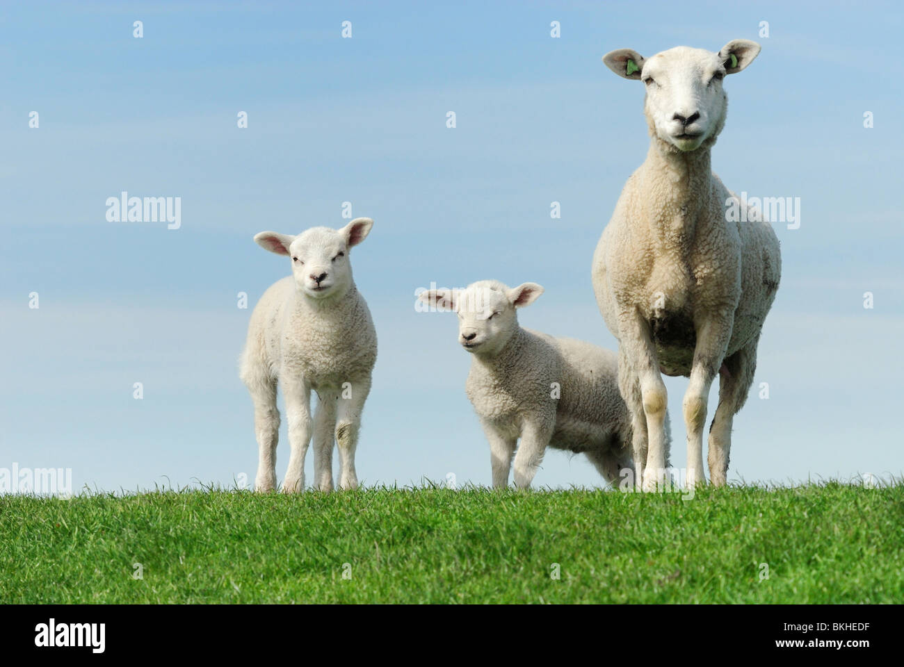 Cute lambs and mother sheep in spring, Friesland The Netherlands Stock ...