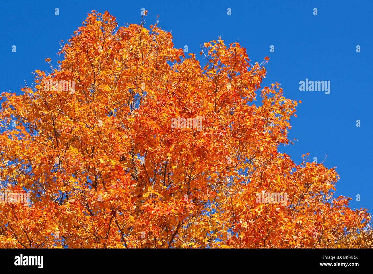 An isolated shot of a vibrant tree full of orange and red color, in the ...