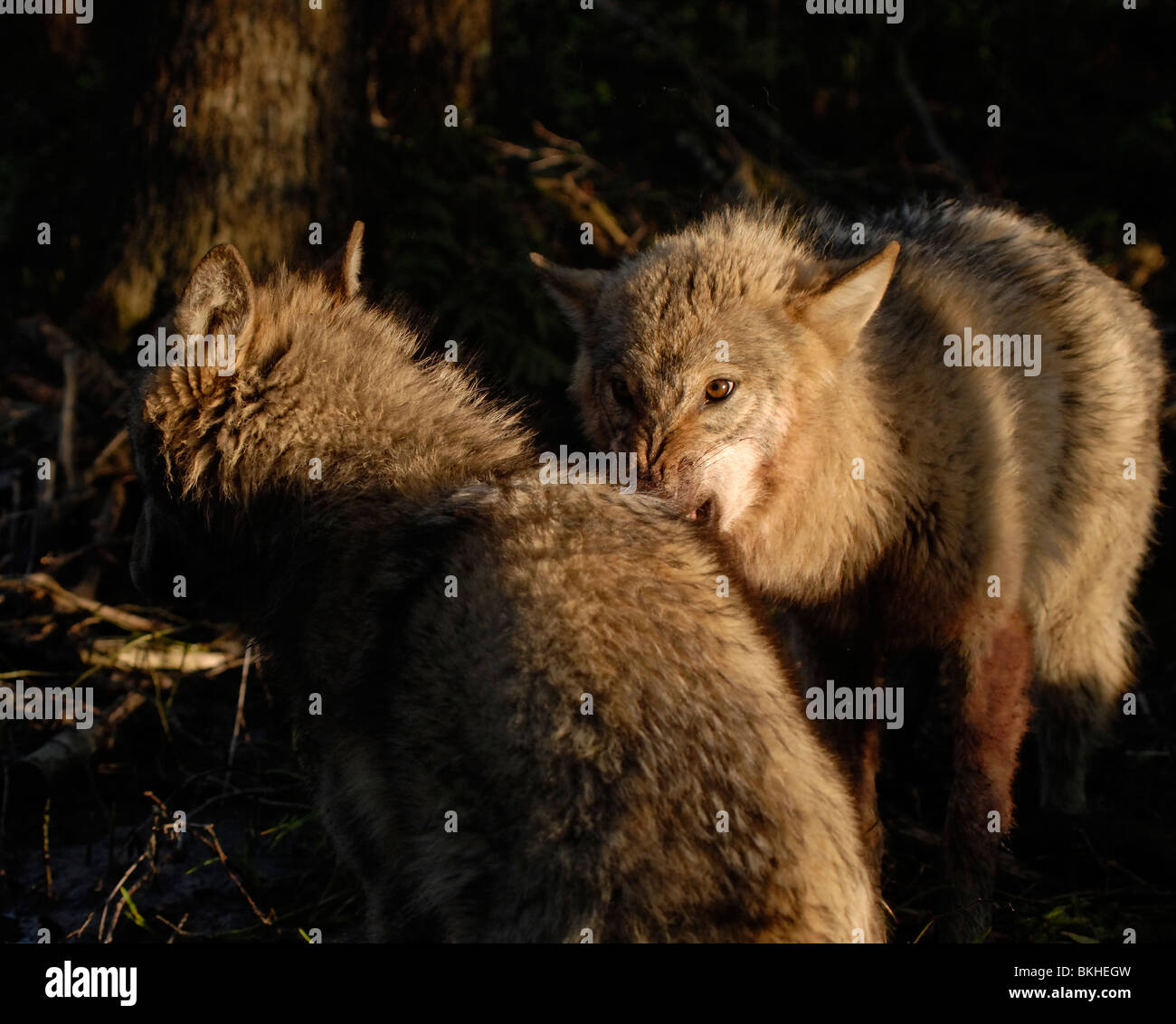 Rangorde hi-res stock photography and images - Alamy