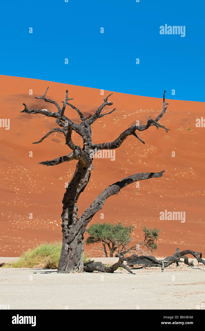 Camel Thorn Trees in Deadvlei, Sossusvlei, Namibia Stock Photo - Alamy